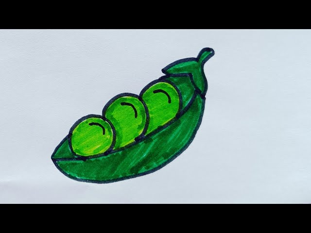 Green Peas Plant Drawing