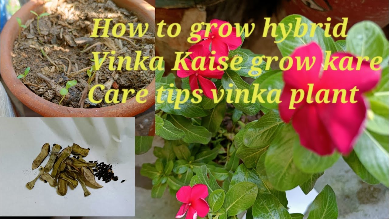 How to grow hybrid vinka kaise grow kare & care tips #vinka #plant # ...