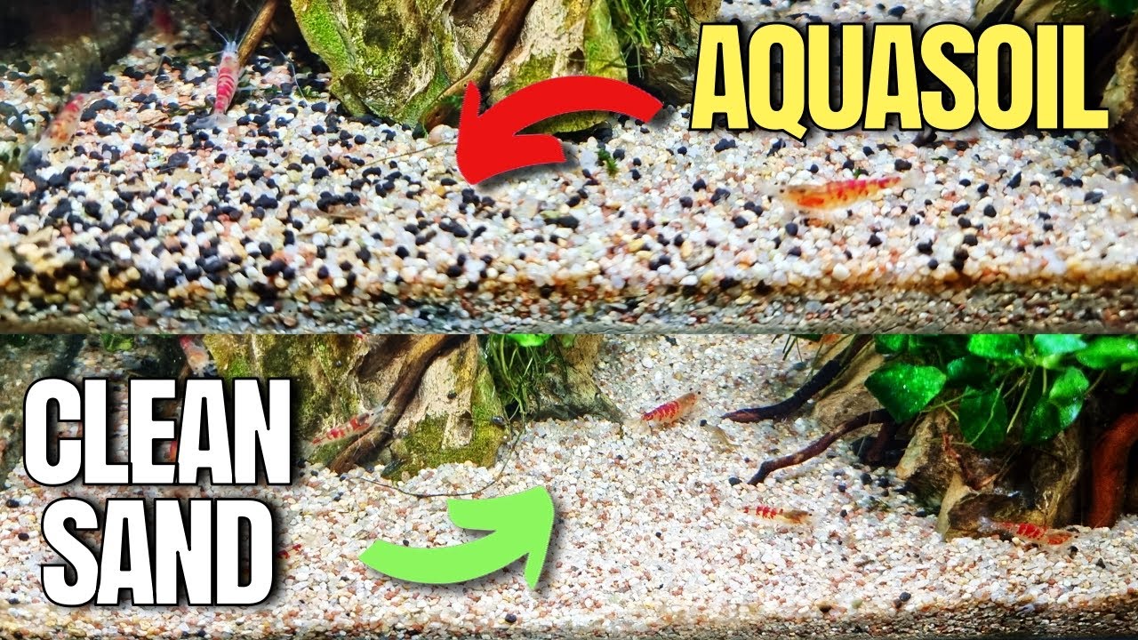 How To Clean Sand Without Siphoning | Nano shrimp tank maintenance ...
