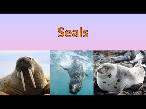 Furry, soft and spectacular | Seals - YouTube