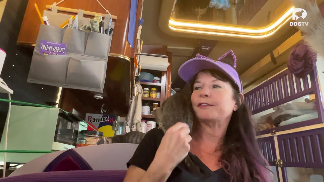 PETS ADD LIFE PODCAST - Celebrating Pawtoberfest and The Amazing Acro ...