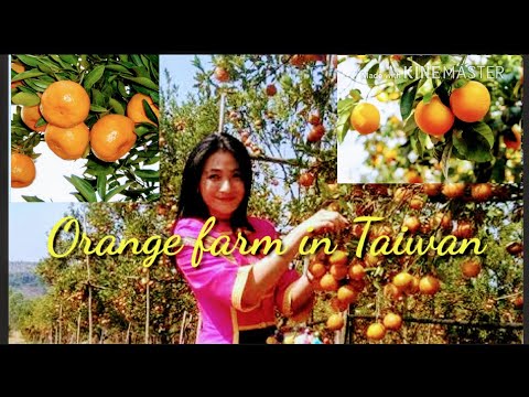 Orange farm in Taiwan by Manipuri... - YouTube