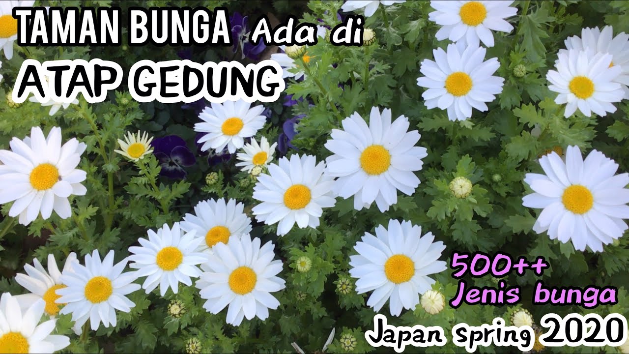 500 lebih jenis bunga ada disini !! Flower Garden on the rooftop of ...