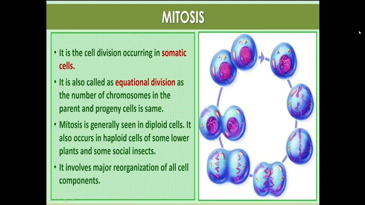 cell division and cell cycle mitosis class 11 biology - YouTube