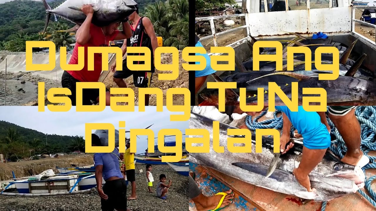 IsDang tuna dagsa sa Dingalan @Romzeltv - YouTube