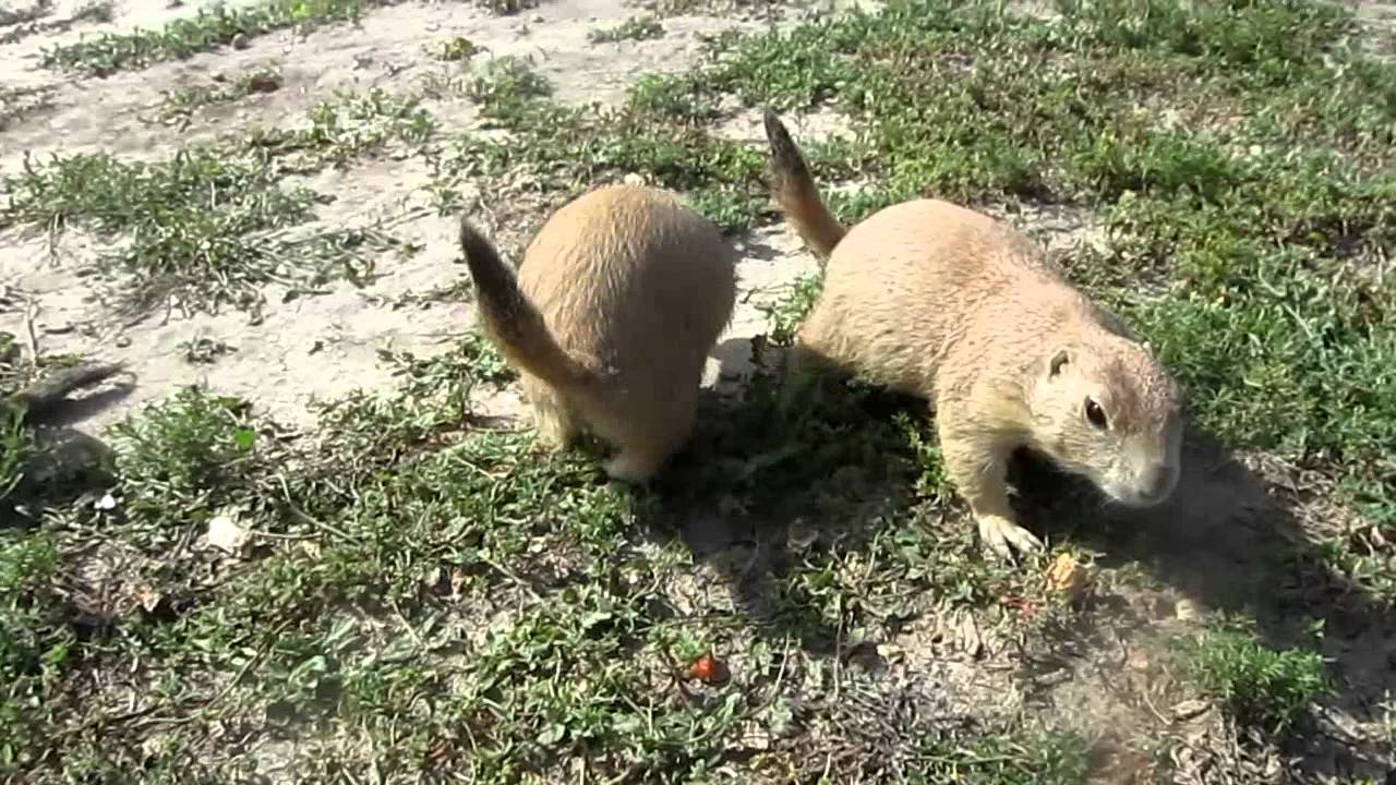 Feeding Prairie Dogs - Cactus Flats, South Dakota - YouTube