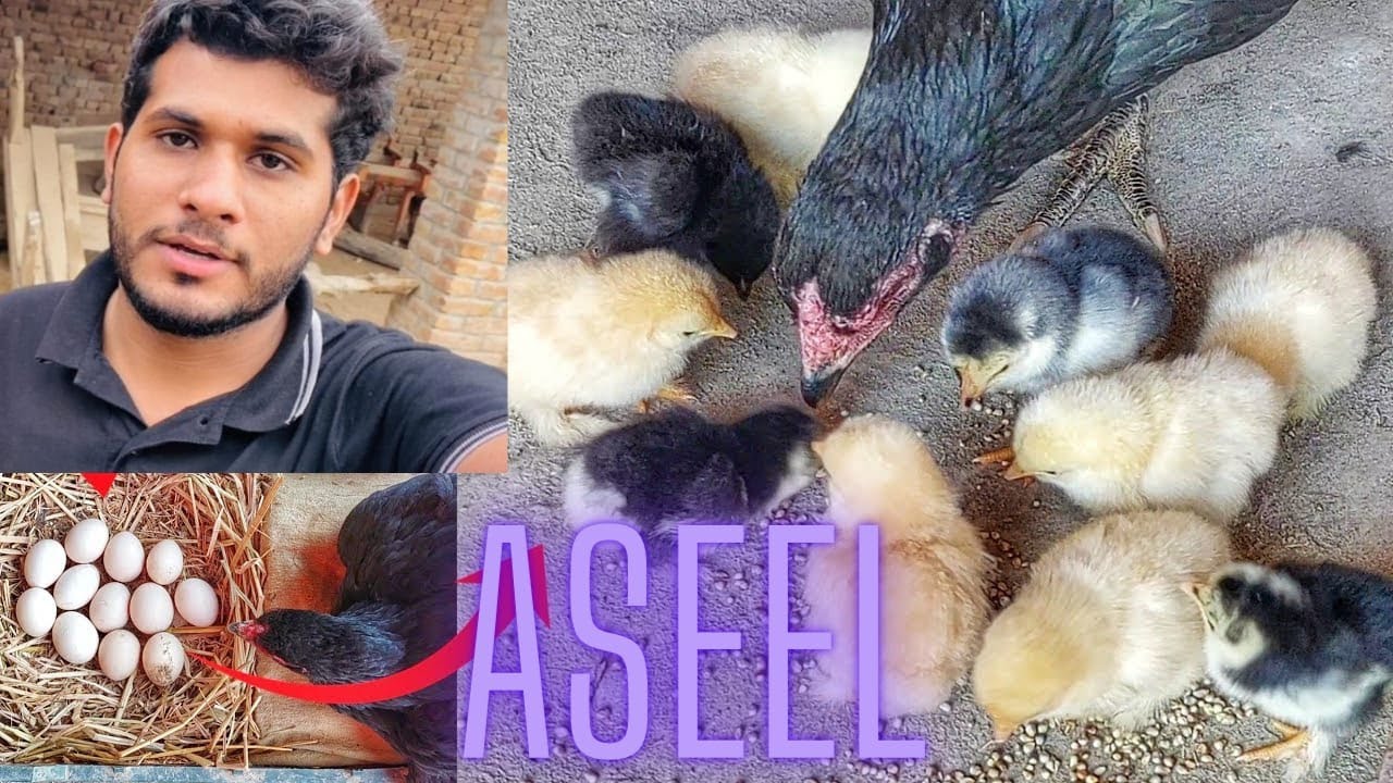 Aseel chicks nikal Aya 🐦😋 | Golden & black buff | Jawad Rajpoot #aseel #aseel_chicks #aseelmurga ...