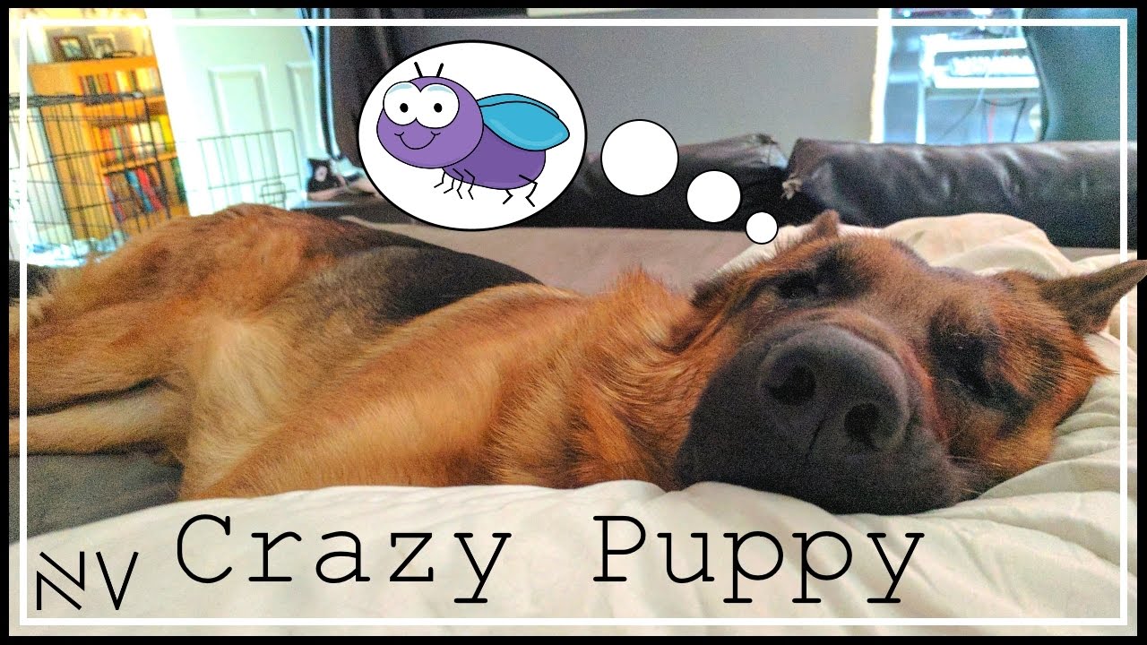 Crazy German Shepherd Puppy Chasing A Fly - YouTube