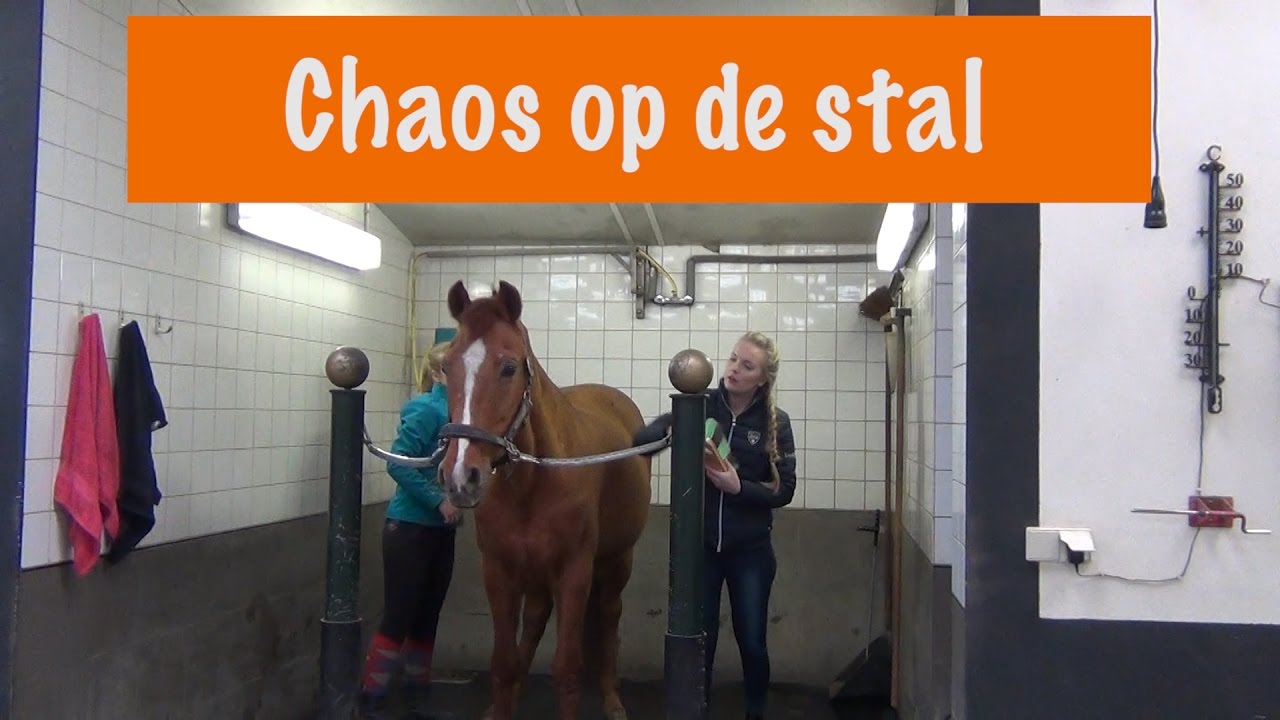 Chaos op de Stal| PaardenpraatTV - YouTube