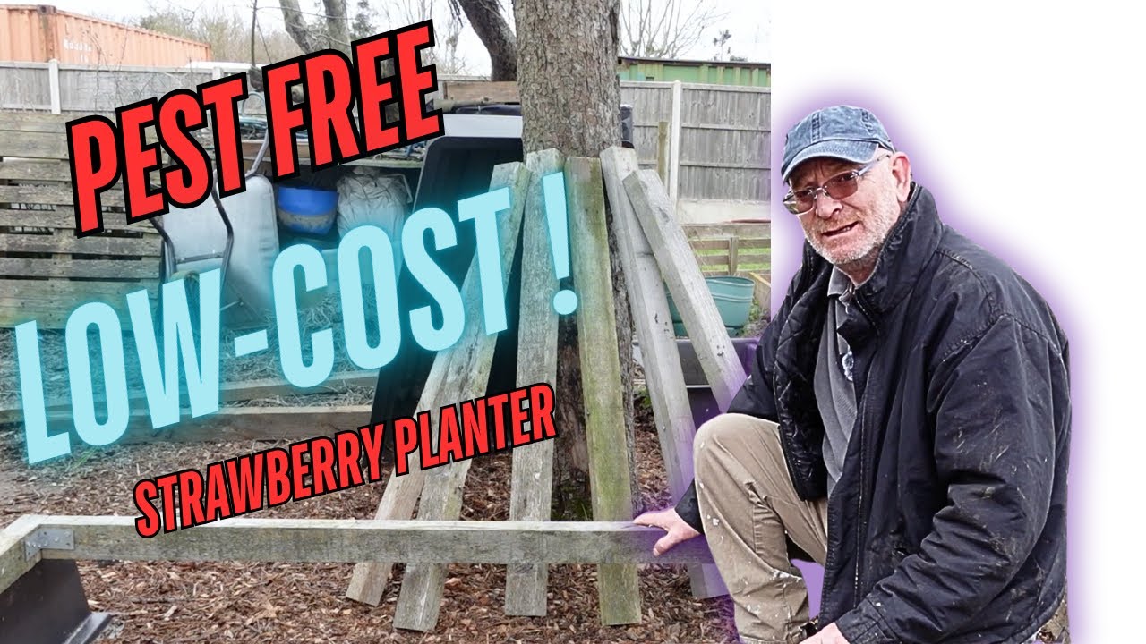 I built a GREAT low cost strawberry planter to BEAT PESTS - YouTube