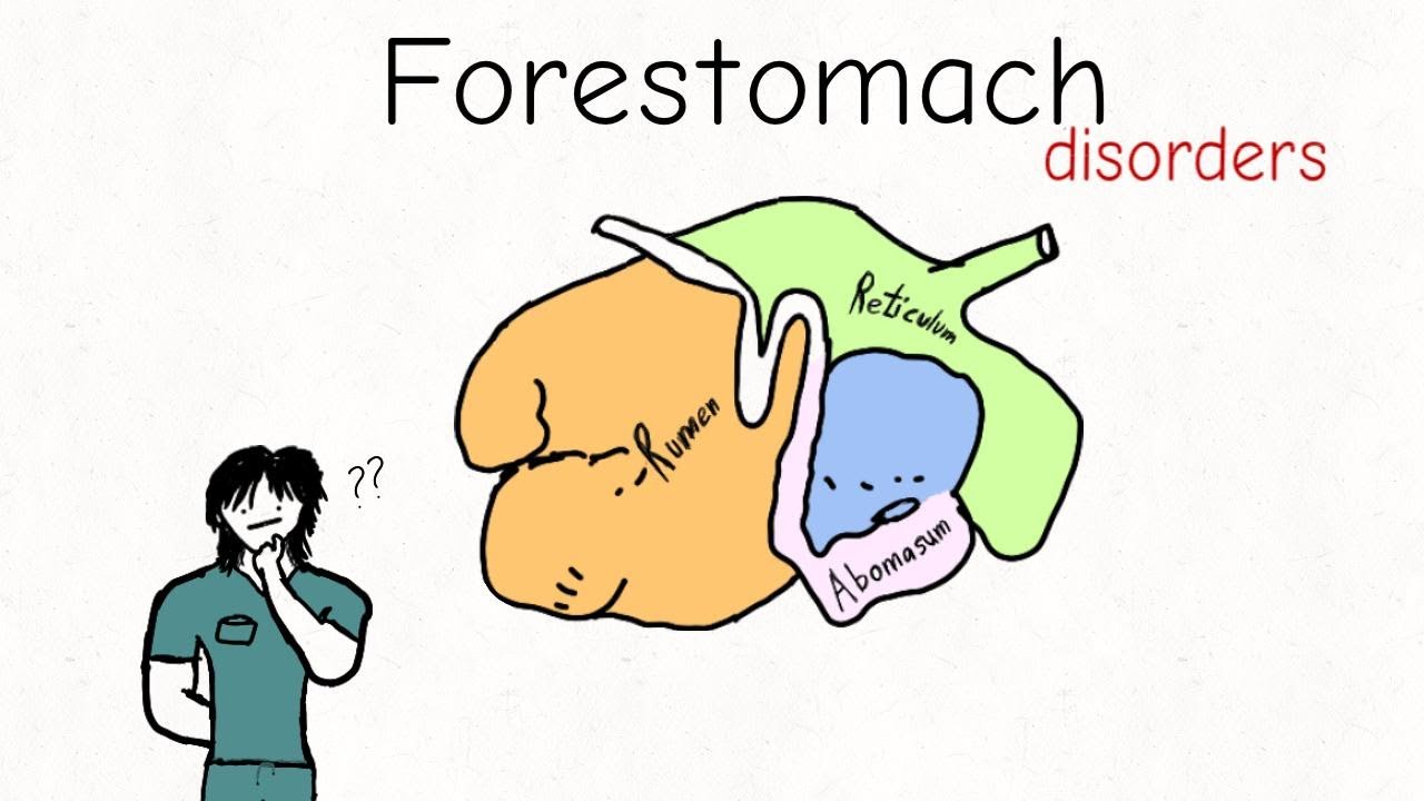 forestomach disorders/vet pathology - YouTube
