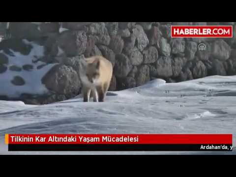 Ardahan da - Tilkinin Kar Altındaki Yaşam Mücadelesi