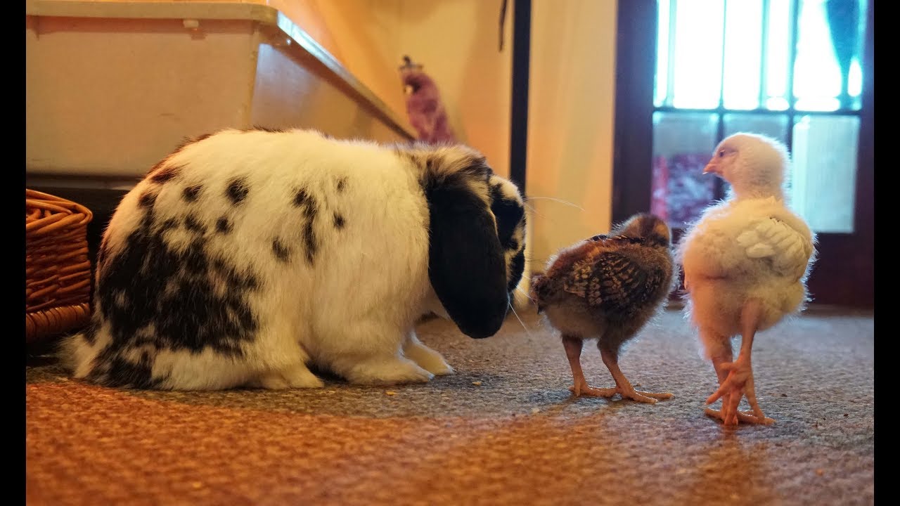 3 Week Old Baby Chicks playing with a Rabbit - YouTube
