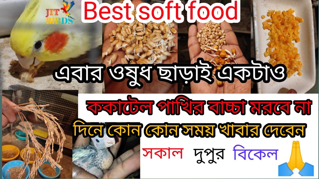 Best Soft food for cocktail birds / soft food for cockatiel baby - YouTube