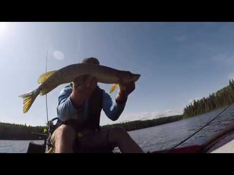 Fly Fishing For Aggressive Northern Pike!! (over 100 pike) - YouTube