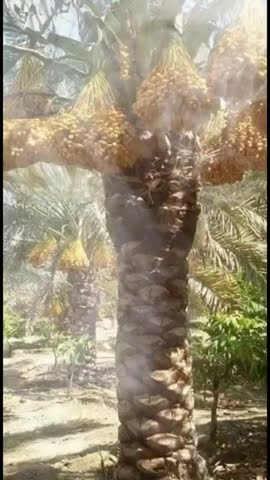 The tree crying for prophet Muhammad saw #islamicvideo - YouTube