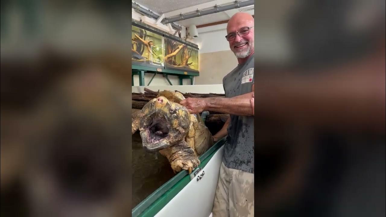 A life dedicated to spreading awareness about Alligator snapping ...