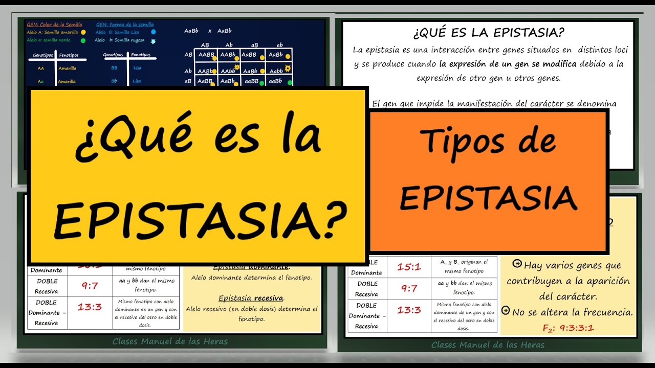 EPISTASIA. Introducción. Concepto y Tipos de Epistasia. Genética ...