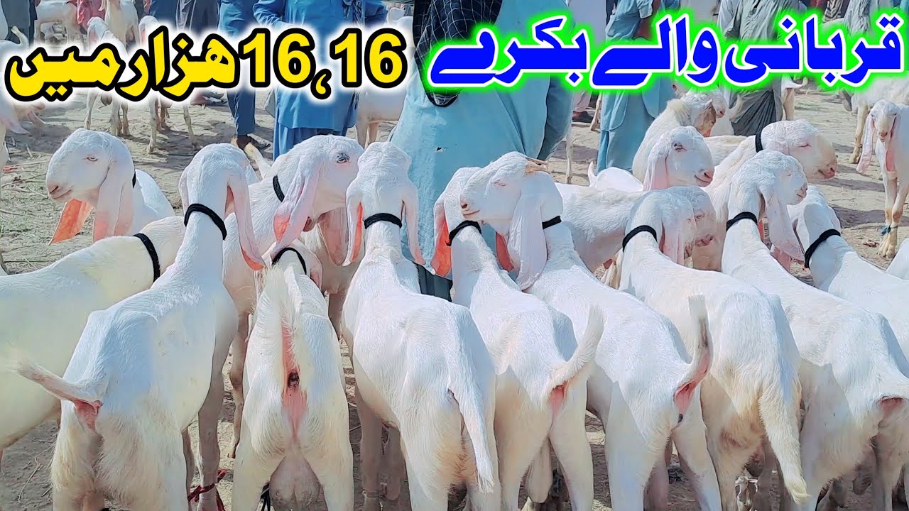 Monday Goat Market Sacrifice Goats Baby Teddy Goats - YouTube