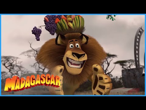 DreamWorks Madagascar | Who is Who  🦓   | Madagascar  Escape 2 Africa Movie