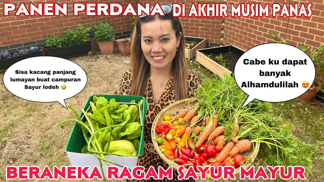 Panen PERDANA Beraneka Ragam Sayur Mayur di akhir Musim Panas - YouTube