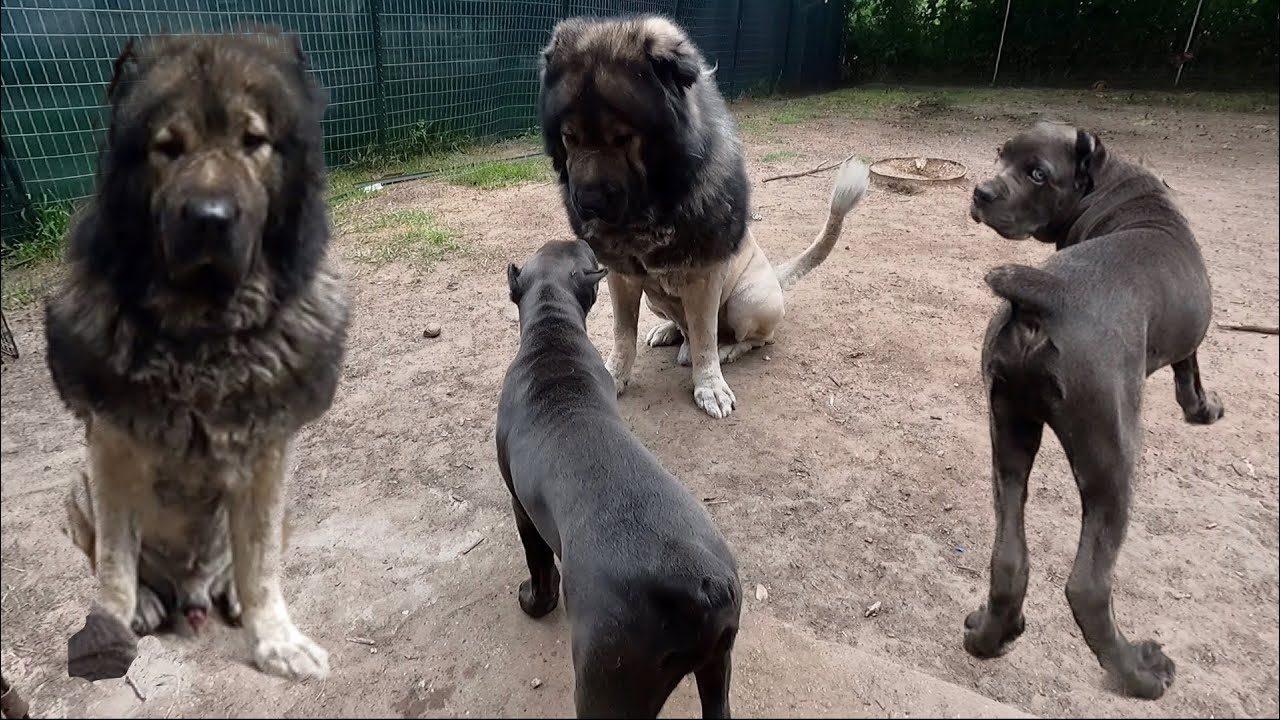 Cane Corso Puppy Meets Monstrous Caucus Shepherd Dog | Craig | Tsavo ...
