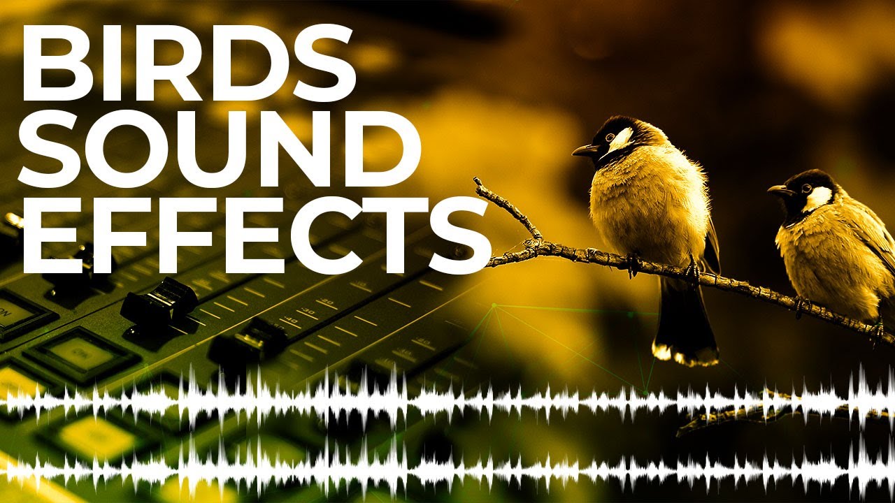bird sound effects in HD - YouTube