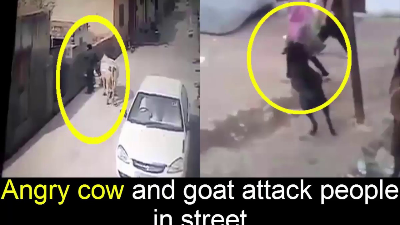 Hilarious || Angry COW and GOAT attack people in street - YouTube