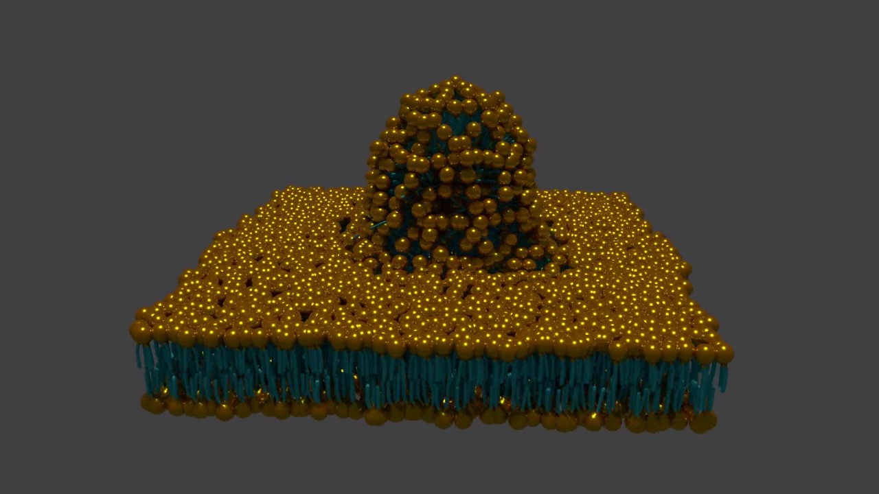 Vesicle-Membrane Fusion - Blender Animation Nodes - YouTube