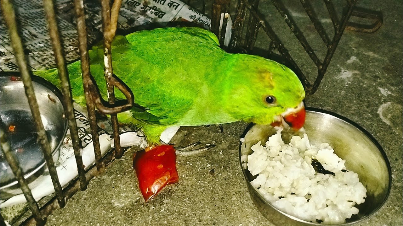 Parrot eating cumin rice || तोता जीरा राइस खा रहा है - YouTube