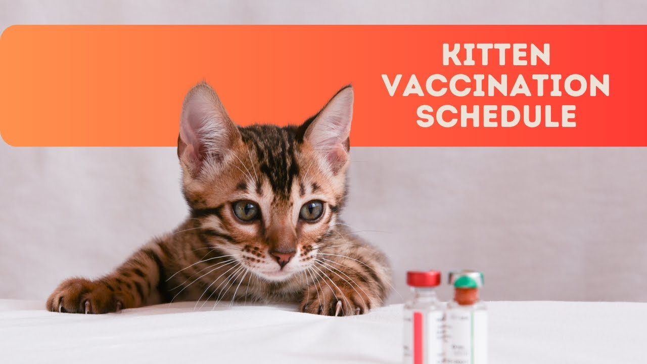 Kitten Vaccination Schedule: When and What to Expect - Pet care - YouTube