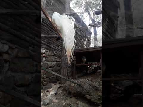 Beyaz tavuş kuşunu açılmasını  beklerken