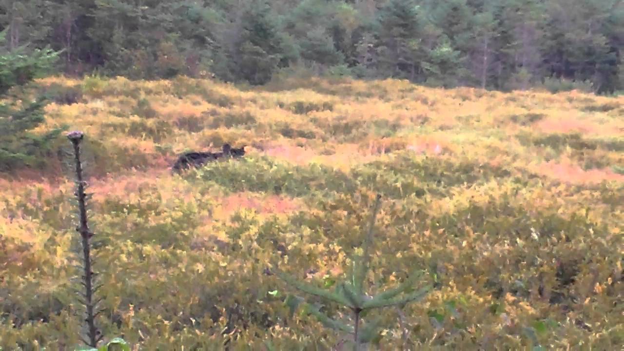 Yellow Yellow coming back for a second look - YouTube