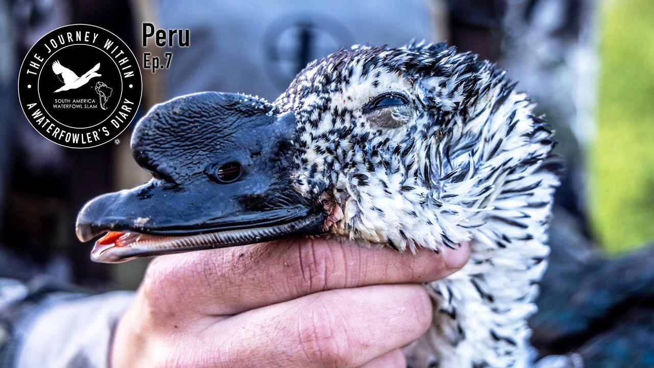 Knob-Billed Duck in Peru, Number 14 | The Journey Within, South America ...