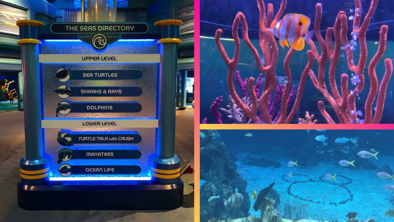 Sharks and Dolphins at Disney? | The Seas Aquarium Tour in EPCOT 2022 ...