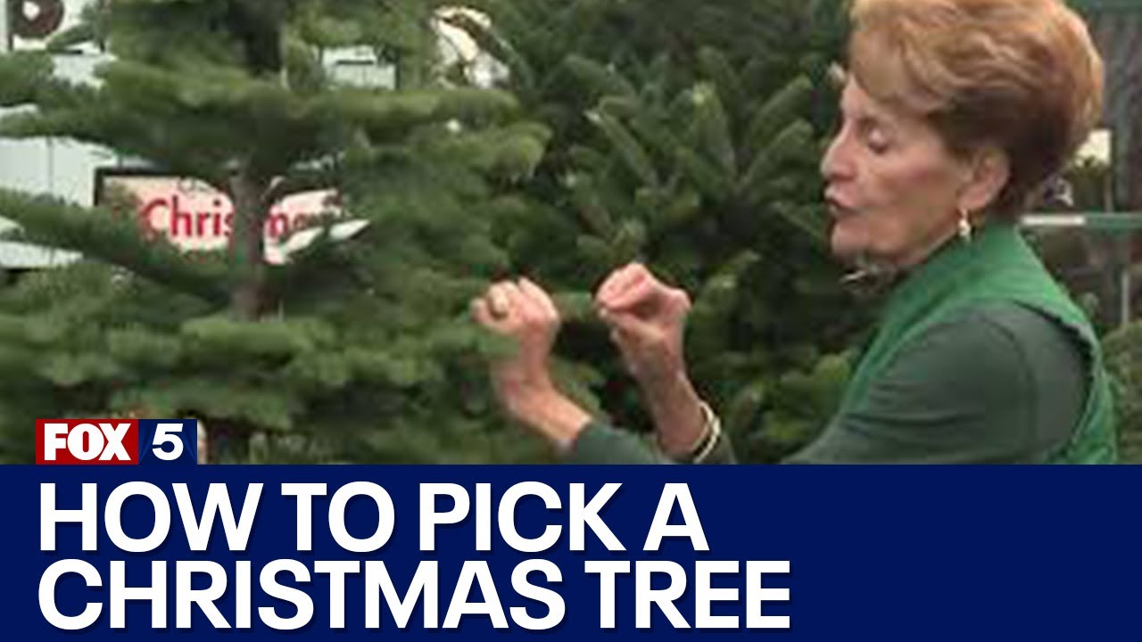 How to pick the perfect Christmas Tree | FOX 5 News - YouTube