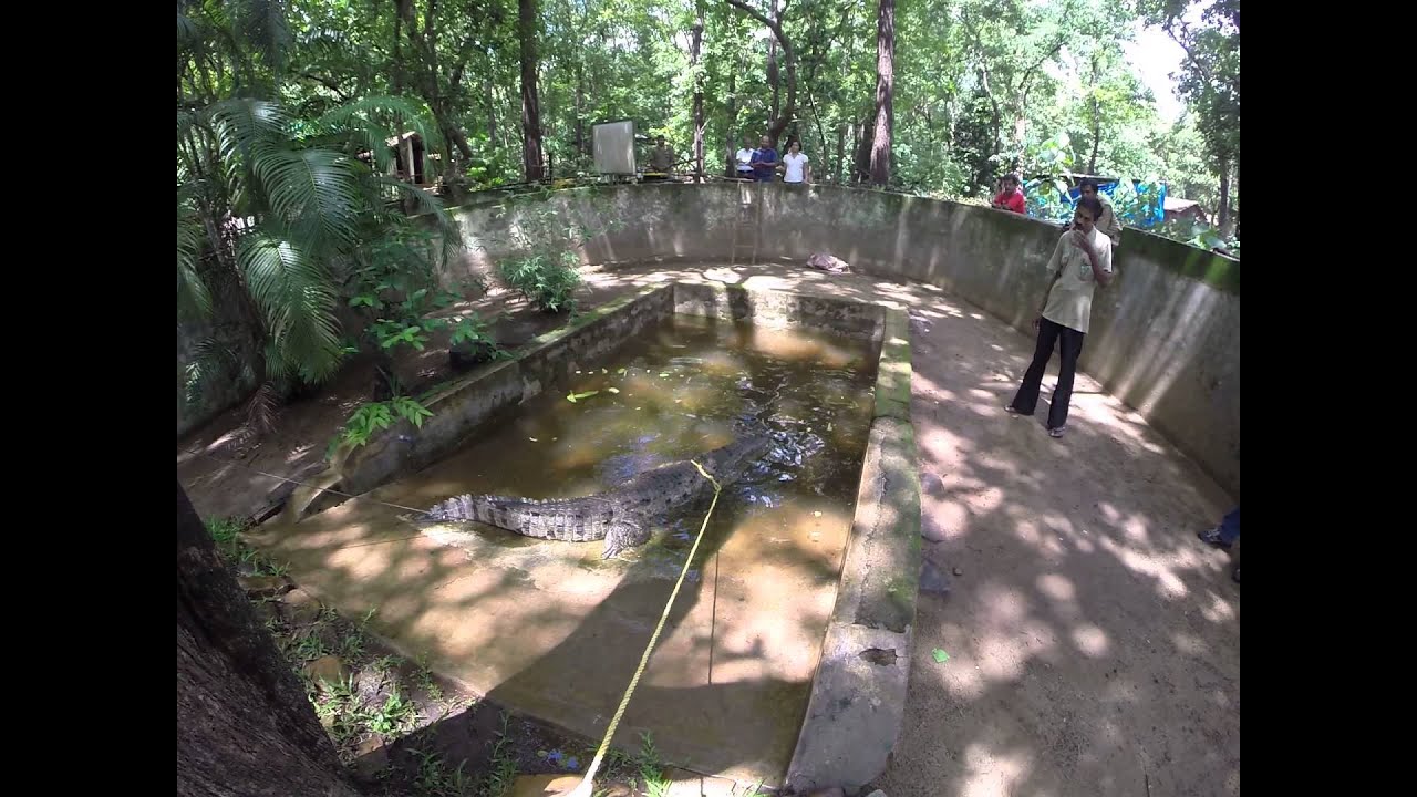 GOPR9354 bondla zoo in goa india crocodile catch - YouTube
