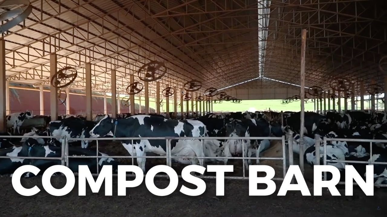 24,000 LITERS OF MILK PER DAY IN THE COMPOST BARN SYSTEM IN BRAZIL 🇧🇷 ...