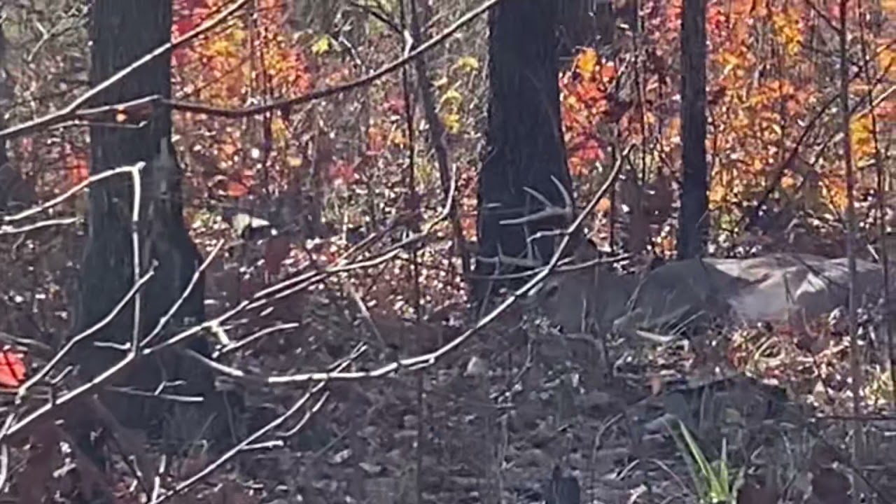 Deer hunting Bankhead National Forest big body 8pt on the ground. - YouTube