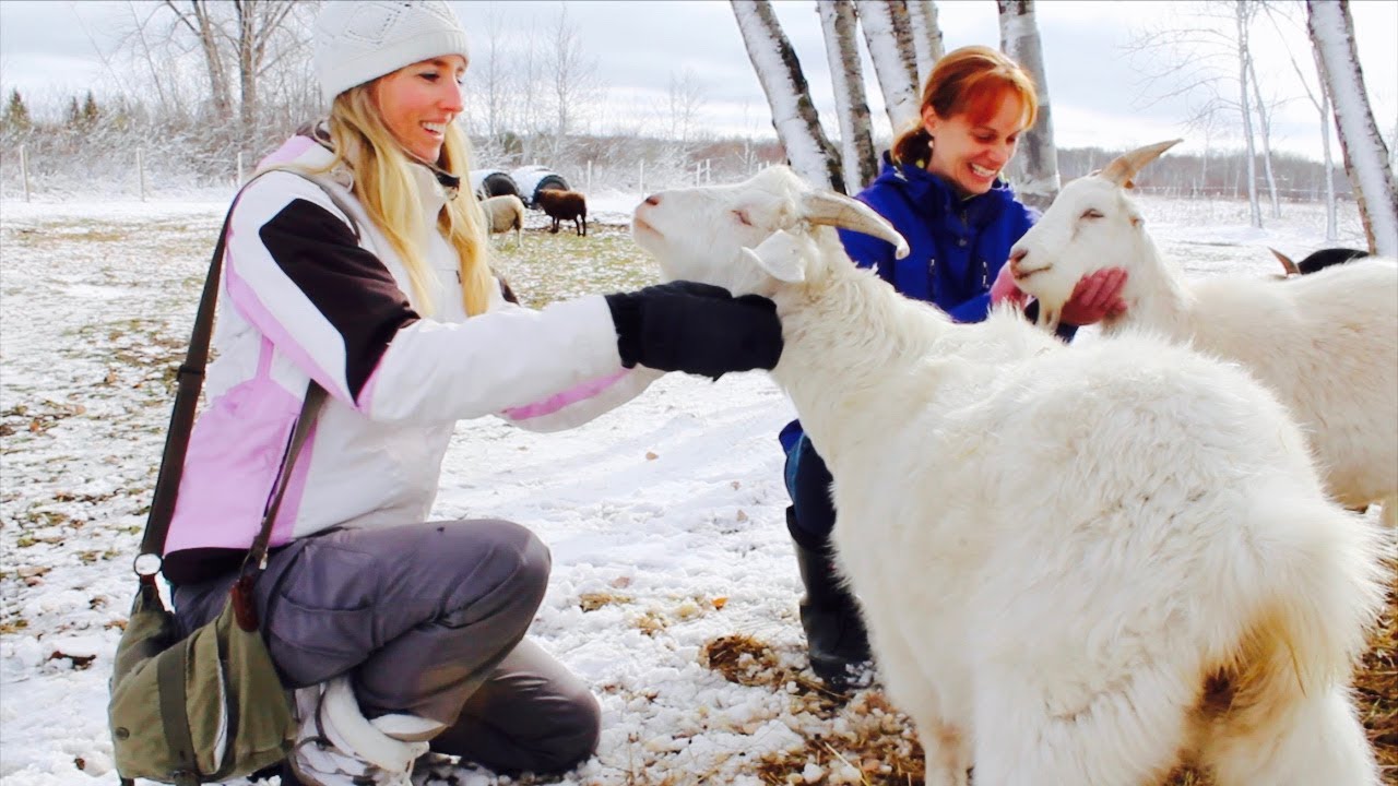 ANIMALS RESCUED FROM SLAUGHTER - YouTube