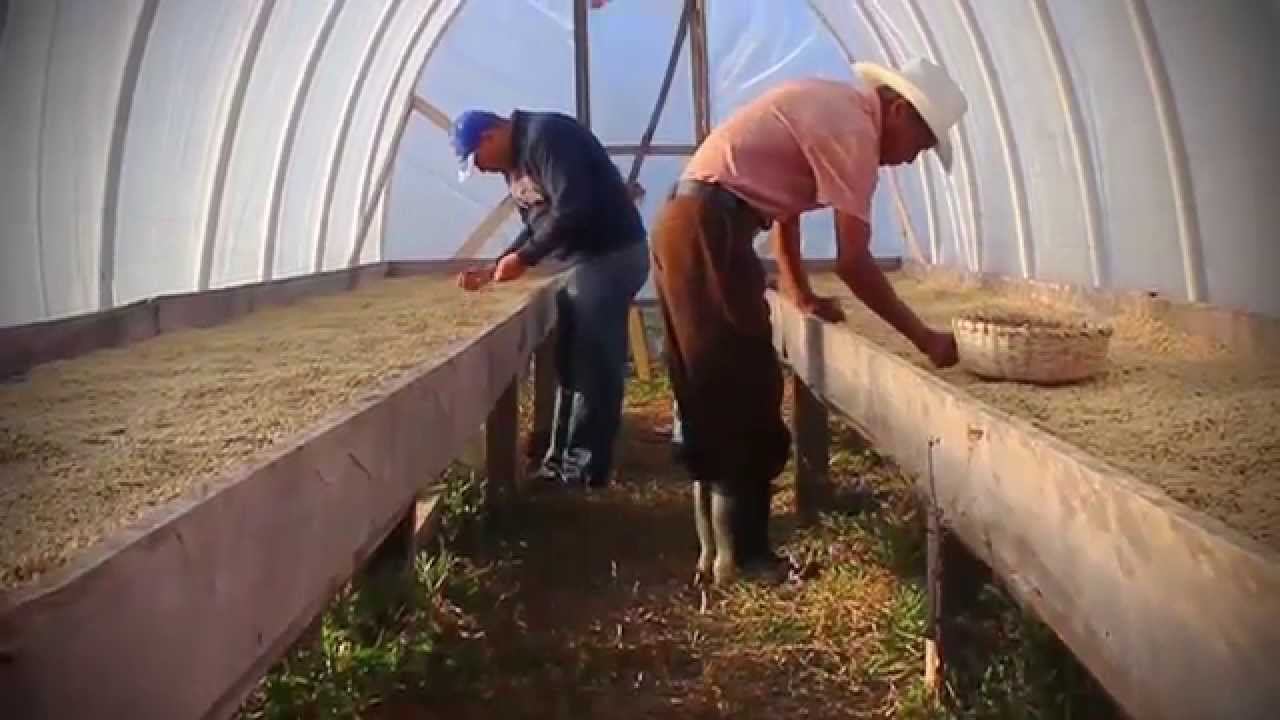 Aquí Nace Coffee de Altamira en HONDURAS CA. - YouTube