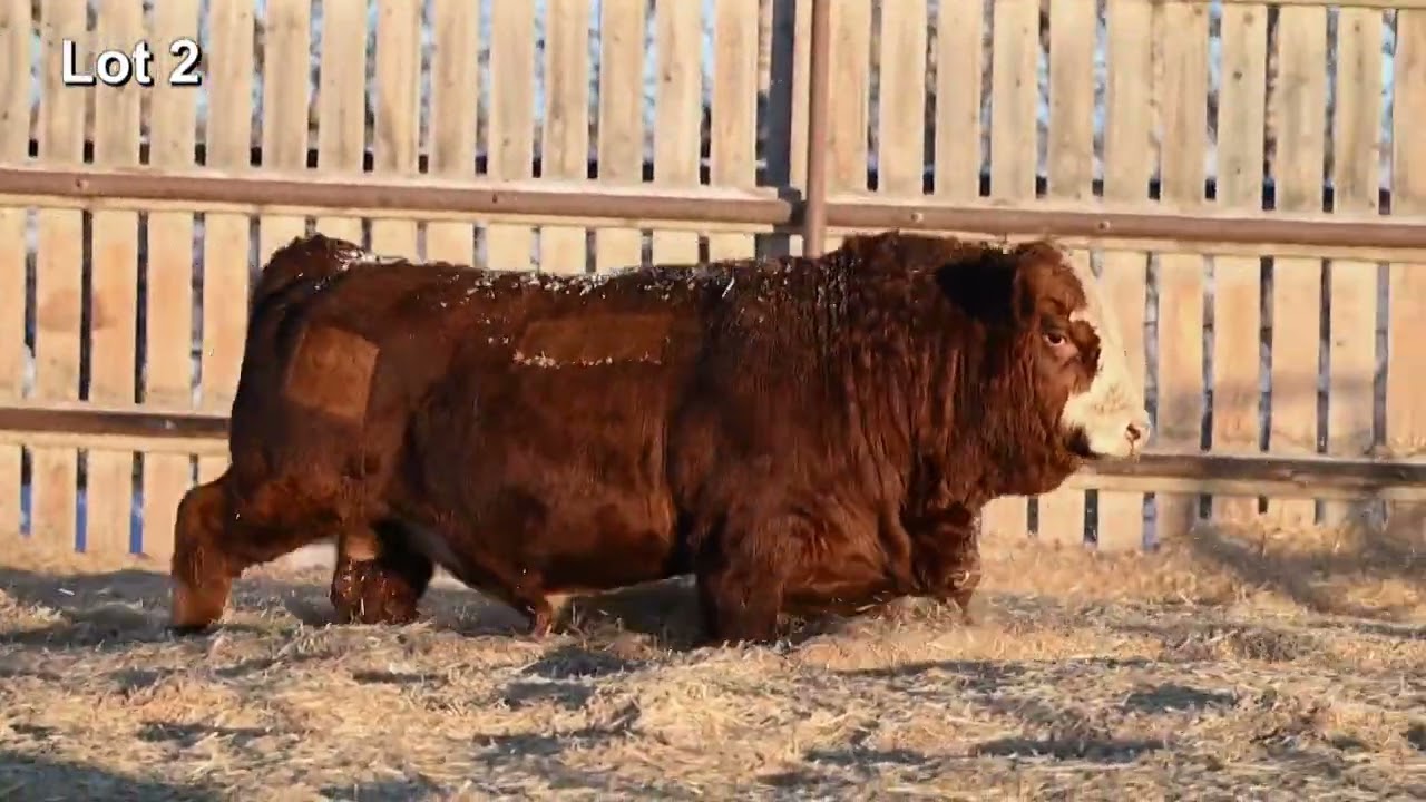 Red Simmental Bulls