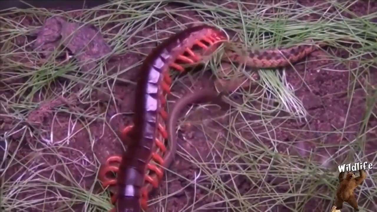 Snake vs Giant Centipede! | Awesome fight. - YouTube