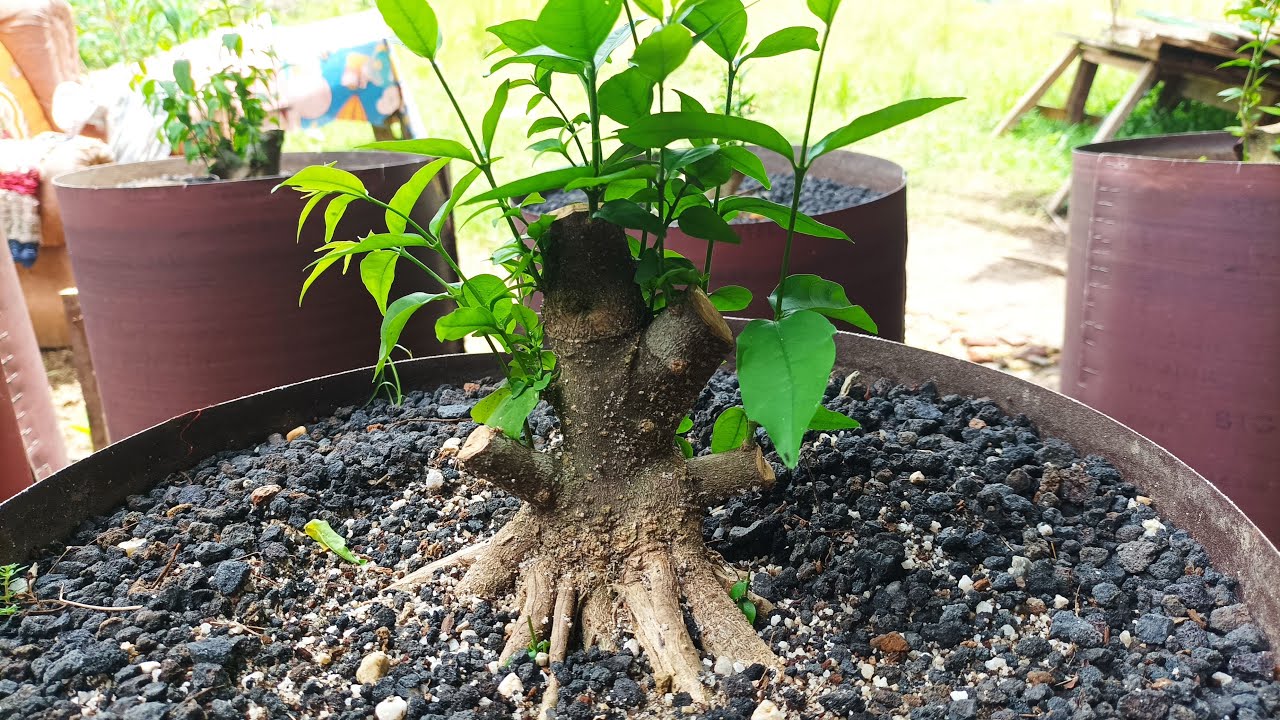 BAHAN BONSAI TRUBUSAN!!! - YouTube