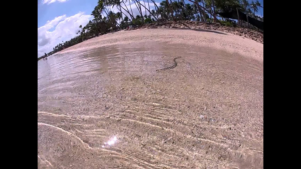 Banded Coral Snake Yanuca Island, Fiji - YouTube