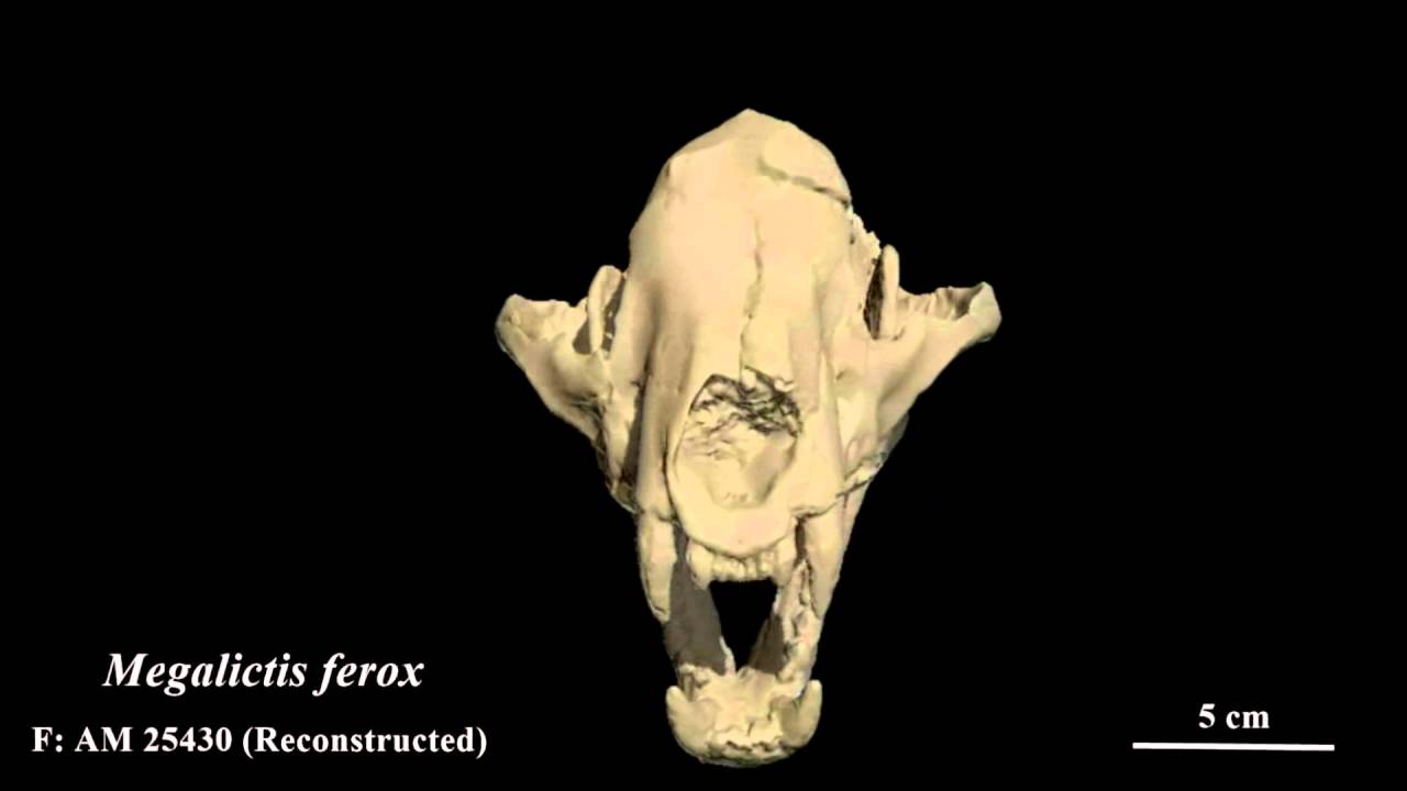 Recreación 3D de 'Megalictis ferox' - YouTube