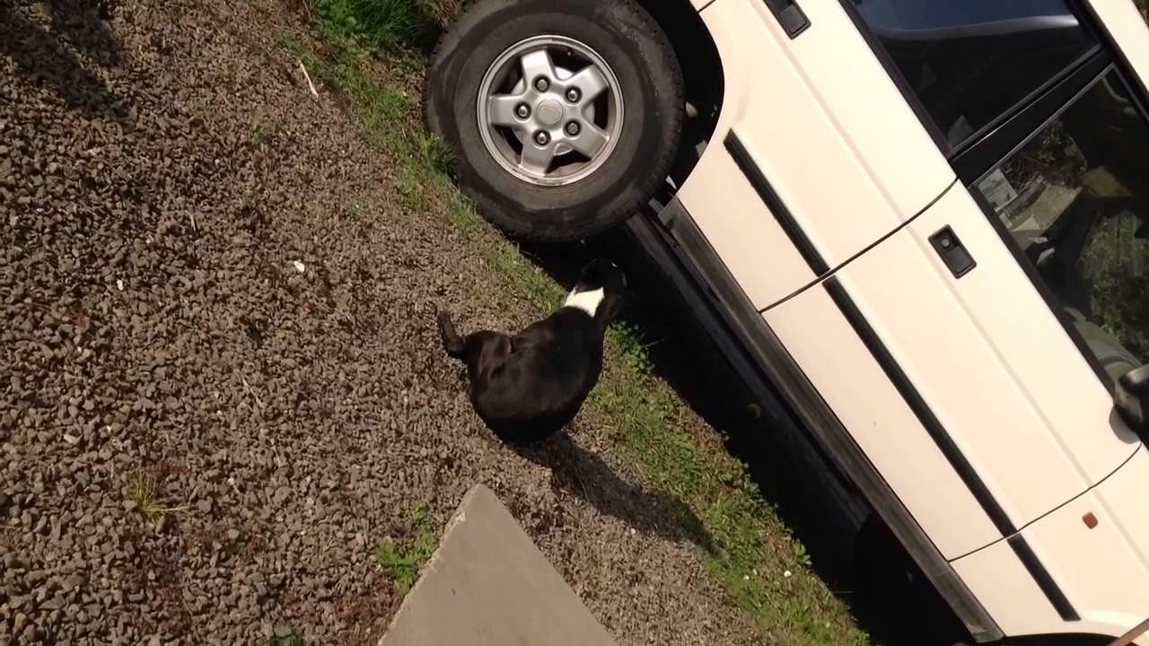 Windigo Heyoka Dog phantom tails/tales - YouTube