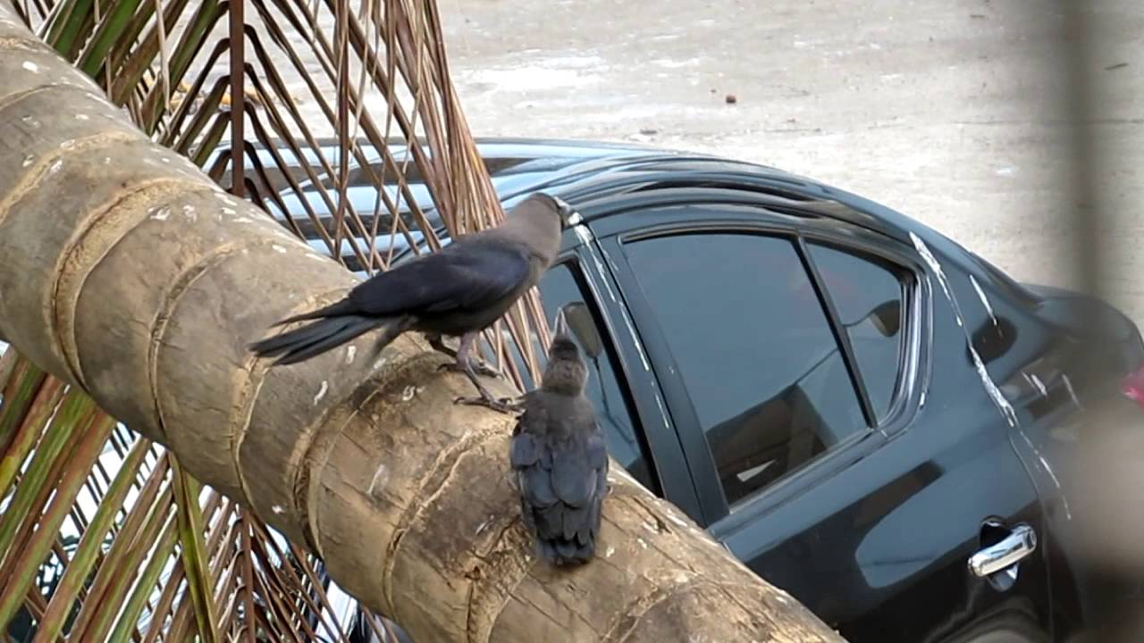 Baby Crow Training - YouTube