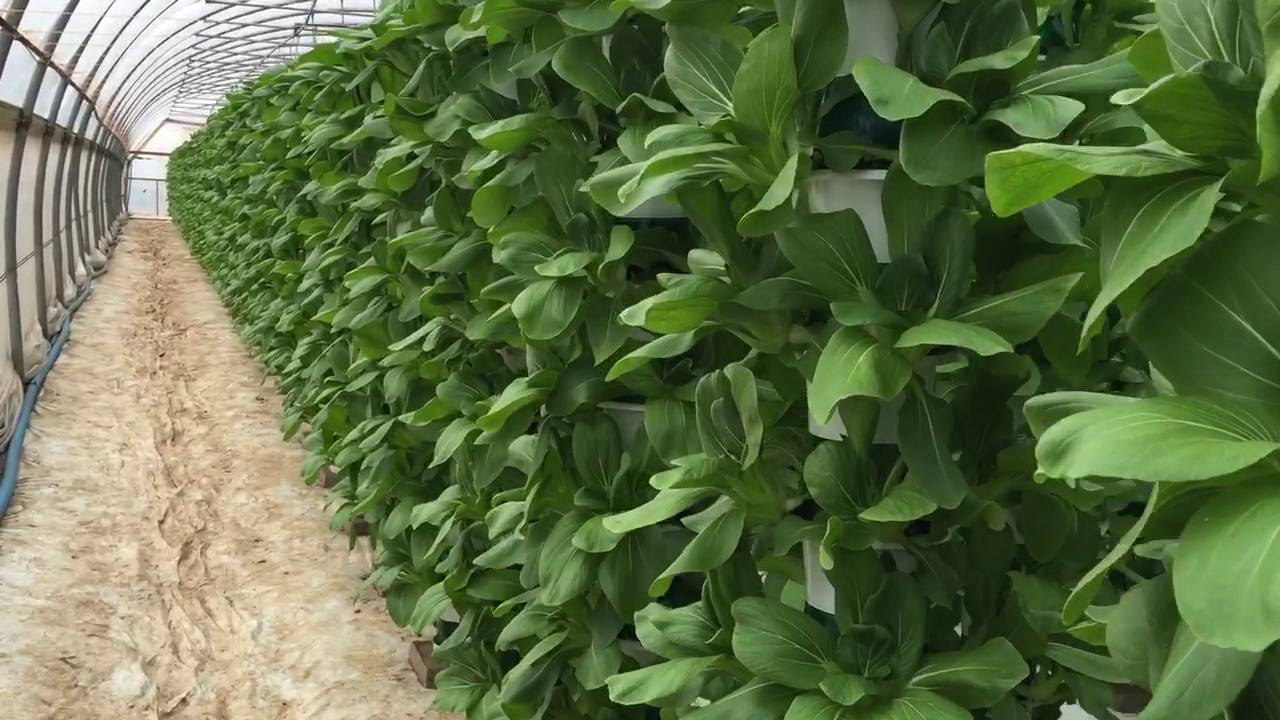 Hydroponic Pak Choi - YouTube