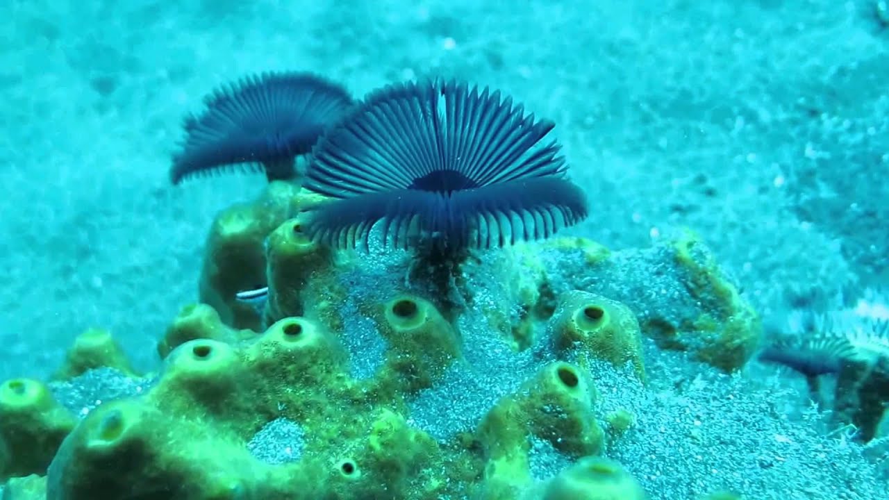Fan Worms (Anamobaea) at Saba, Dutch Carribean - YouTube